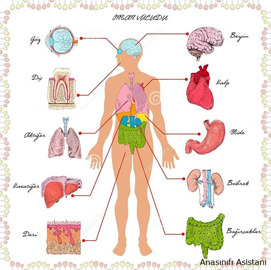 İç Organlarımız » Anasınıfı Asistanı